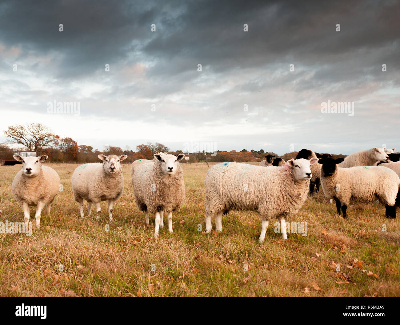 beautiful outside farm scene with white sheep looking at camera, moody ...