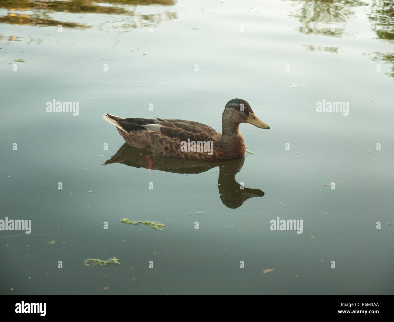 beautiful portrait of female mallard on water top surface outside Stock ...