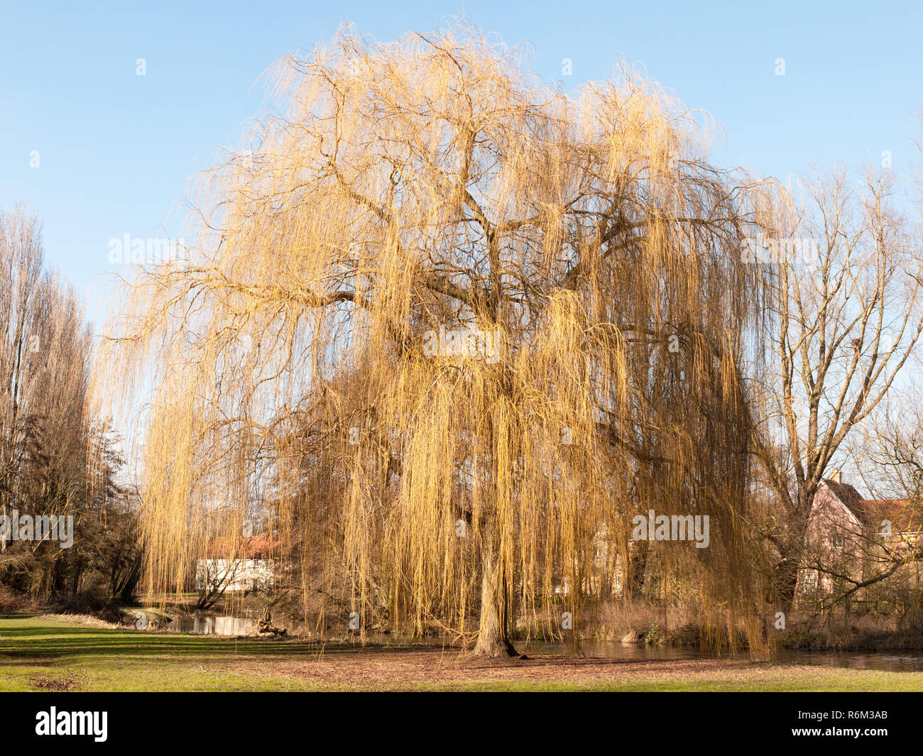 hanging willow tree park early spring time sun light grass landscape ...