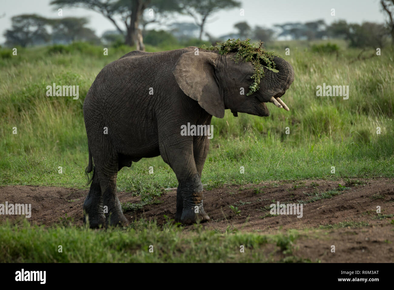 African elephant throwing branches over its head Stock Photo - Alamy