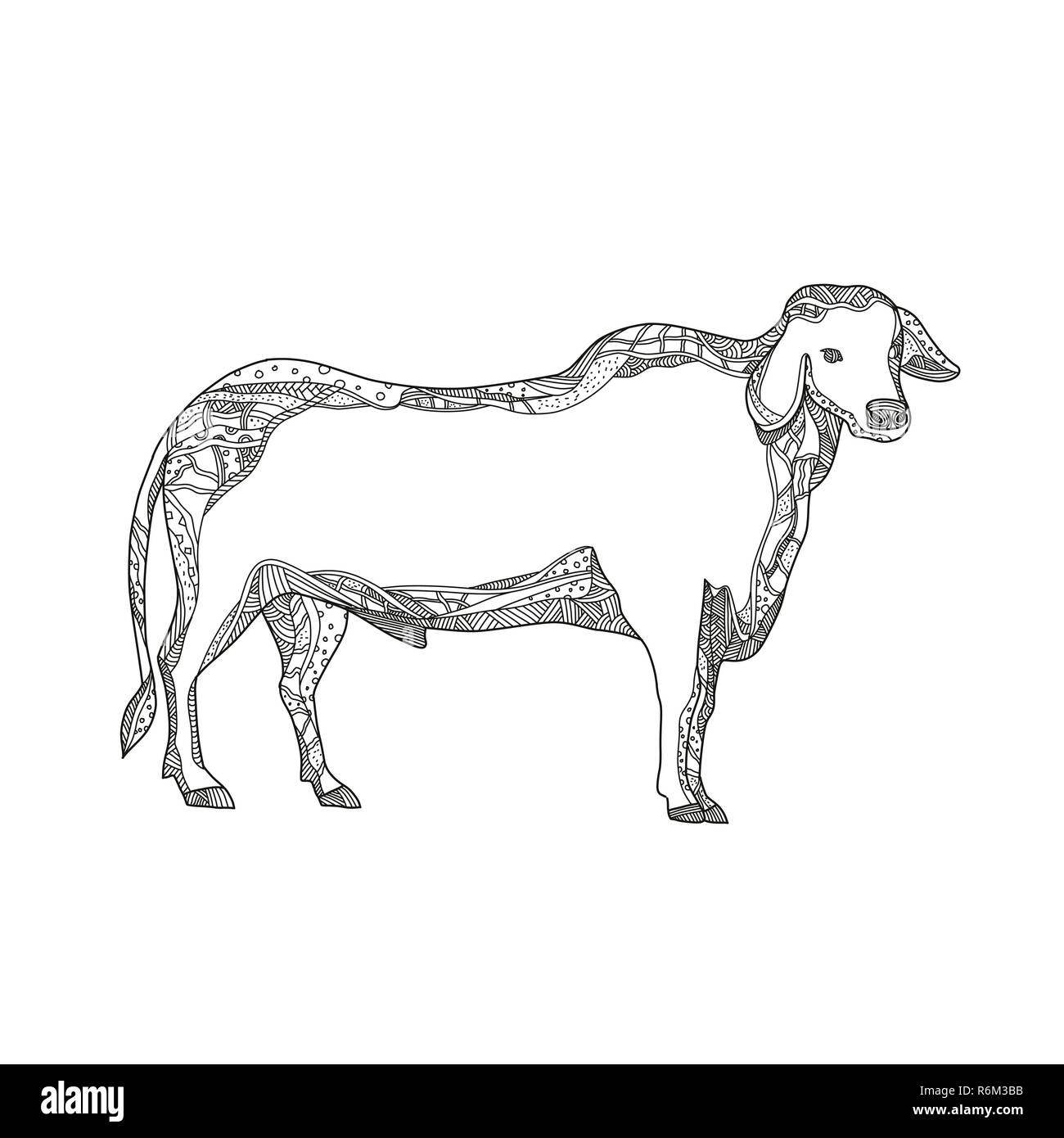 Brahman photo Cut Out Stock Images & Pictures - Alamy