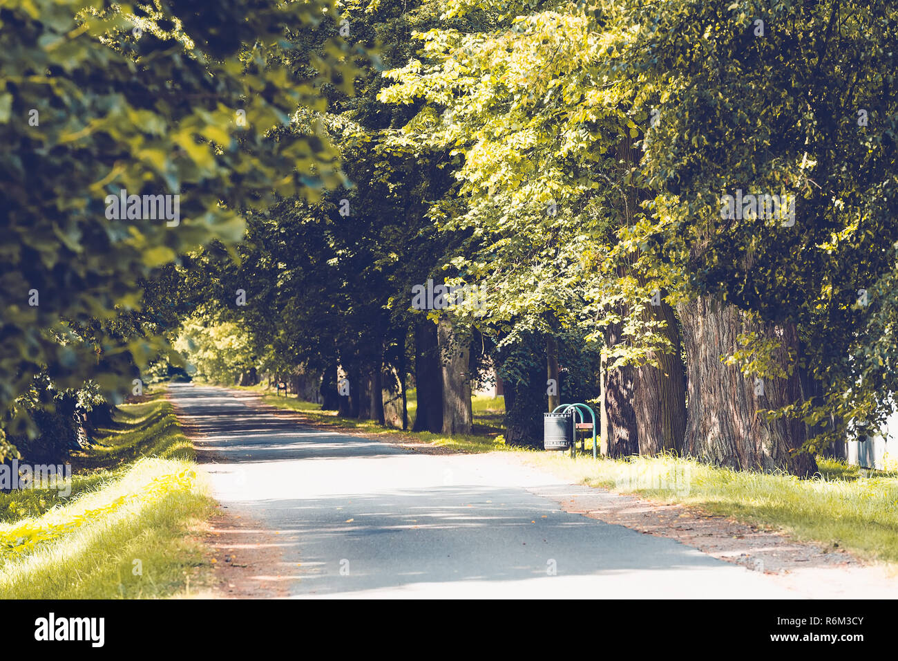 Beautiful asphalt road and tree alley Stock Photo - Alamy