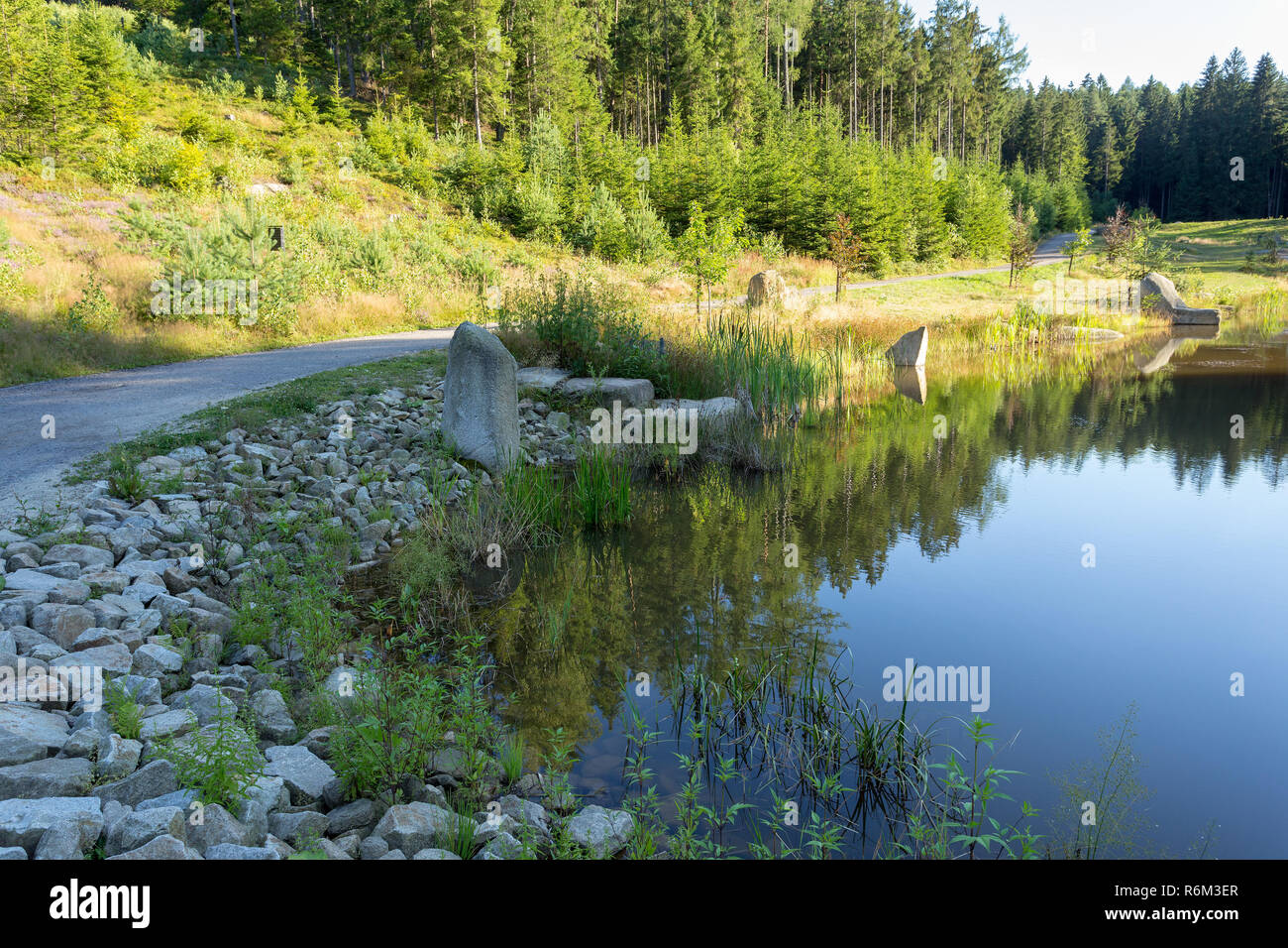 pond in the summer forest Stock Photo - Alamy