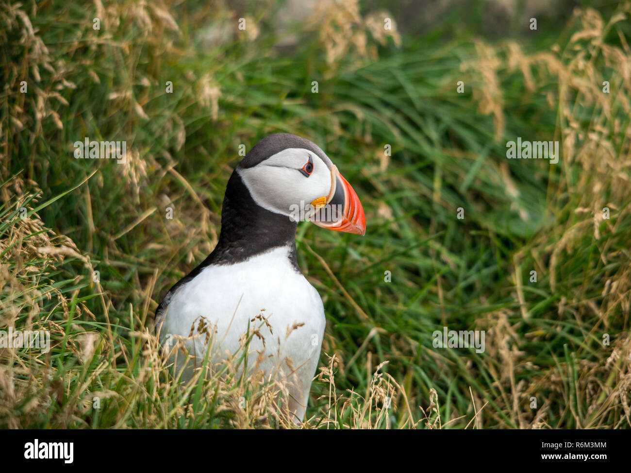 The Atlantic puffin, also known as the common puffin Stock Photo - Alamy