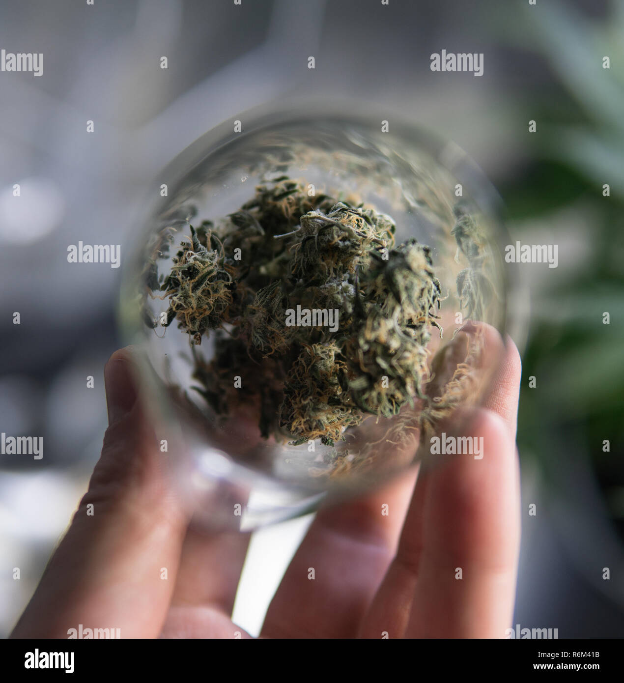 Fresh flowering cannabis buds. Female plant of marijuana Stock Photo ...