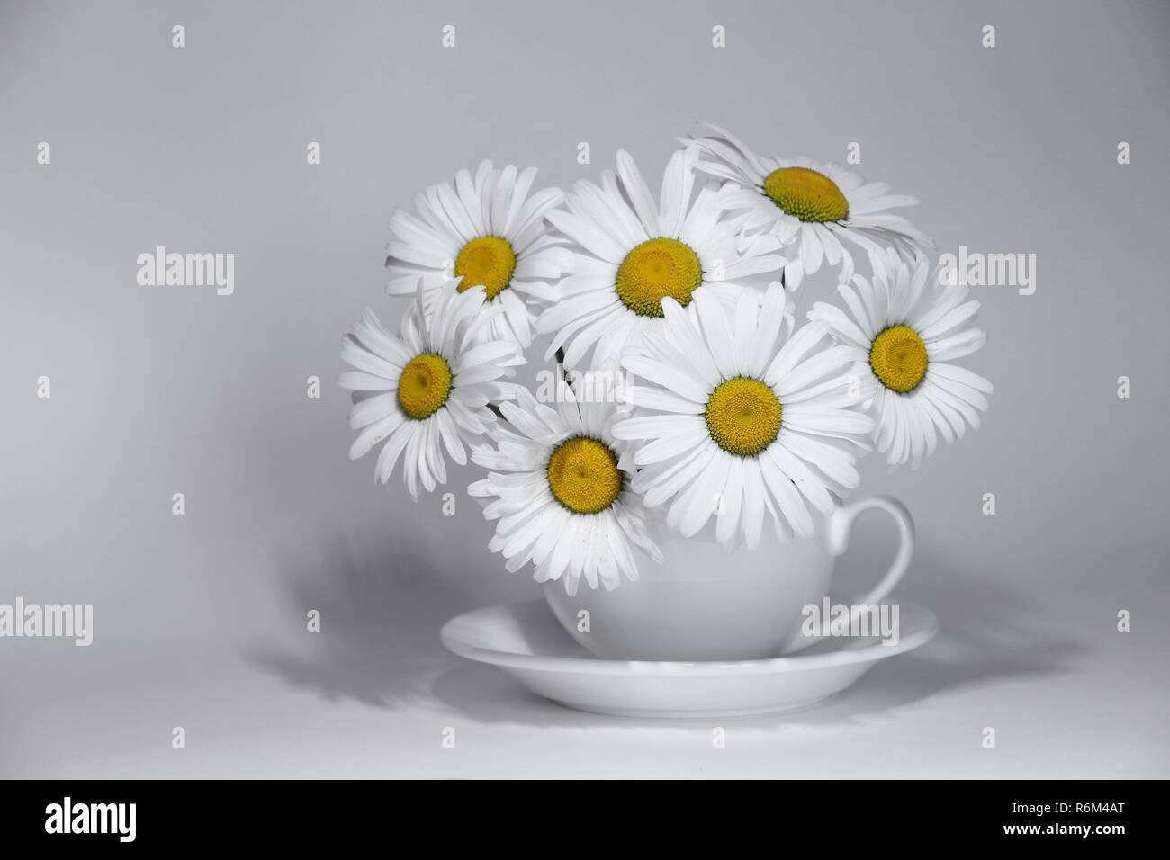 Colorless plant hi-res stock photography and images - Alamy