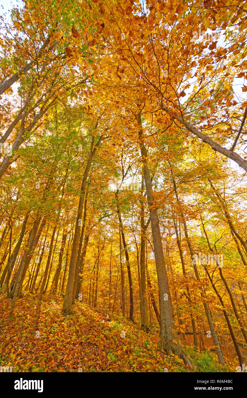 Explosion of Fall in the Midwest Forest Stock Photo - Alamy