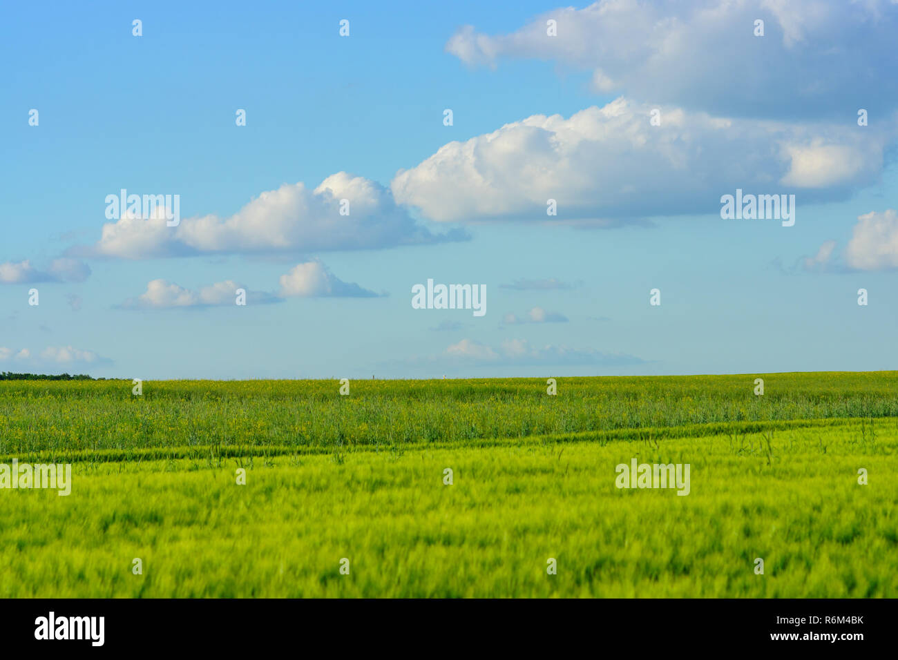 Spring rye field. Agricultural grounds. Sunny day Stock Photo - Alamy