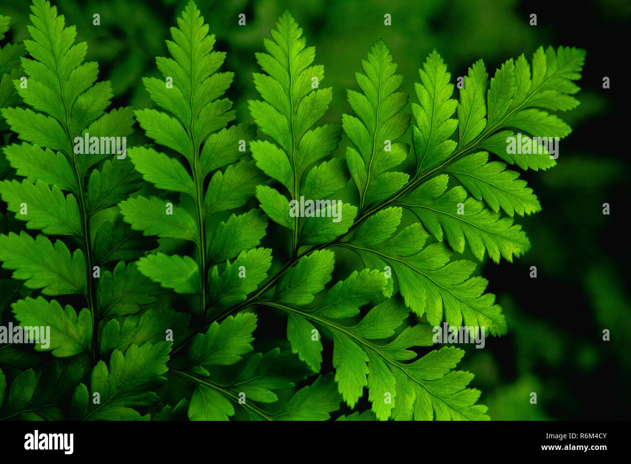 Poisonous fern hi-res stock photography and images - Alamy