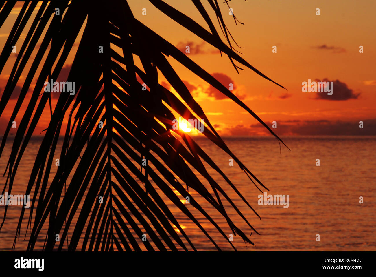 a sunset behind palm trees by the sea Stock Photo - Alamy