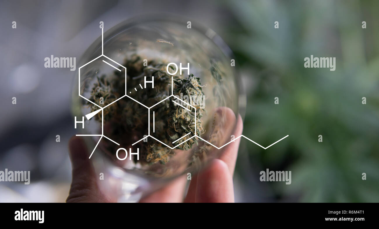 Fresh flowering cannabis buds. Female plant of marijuana Stock Photo ...