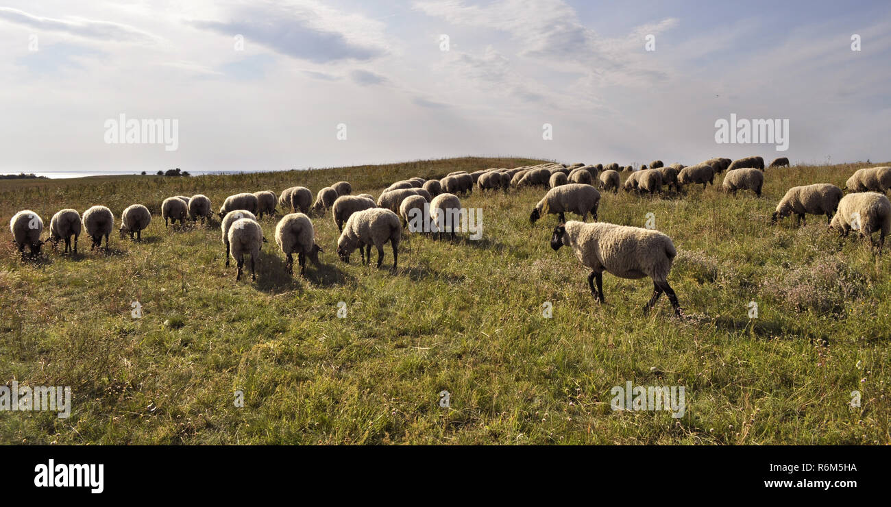 Sheep run hi-res stock photography and images - Alamy