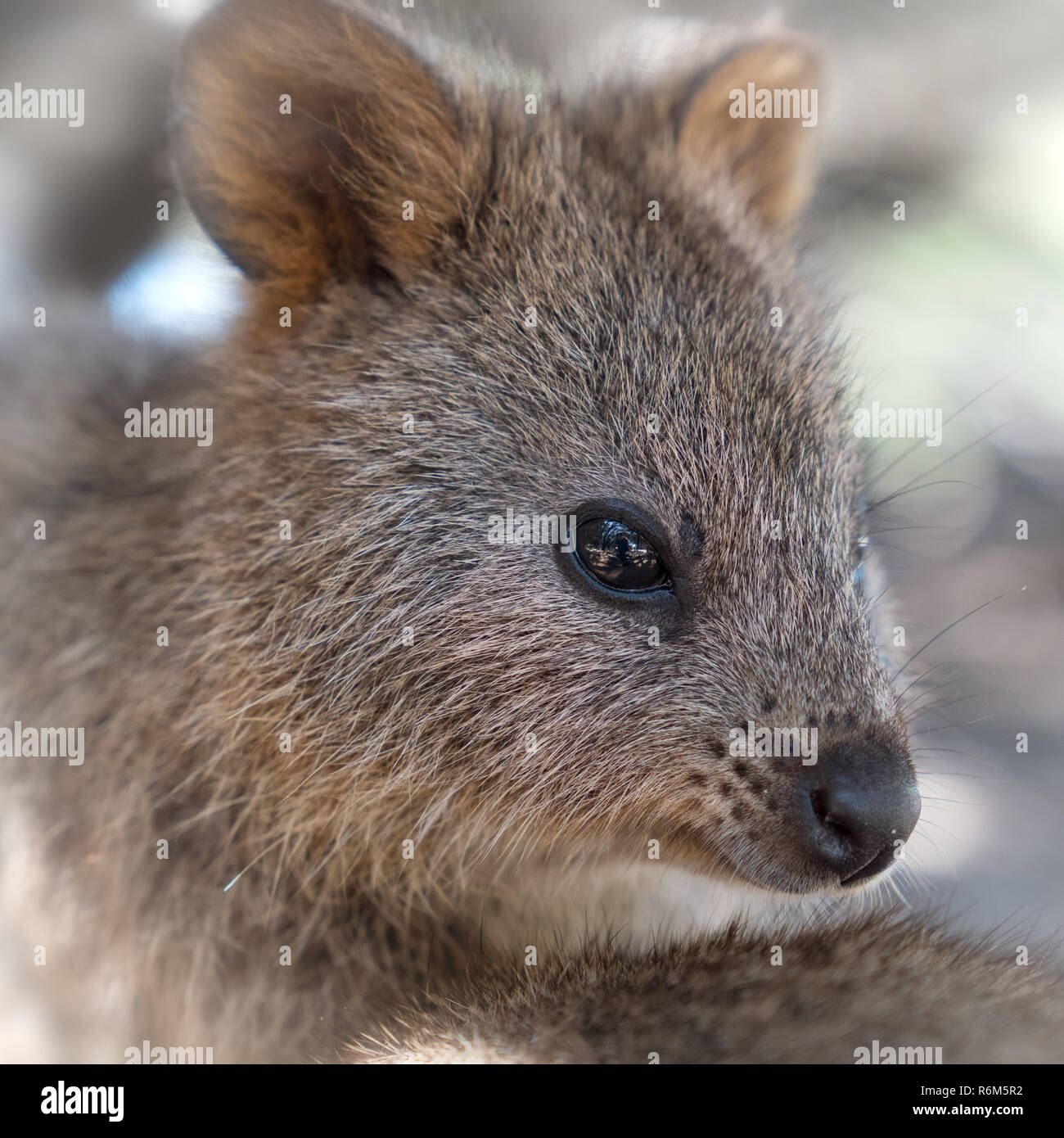Quokka Smiling Sleeping