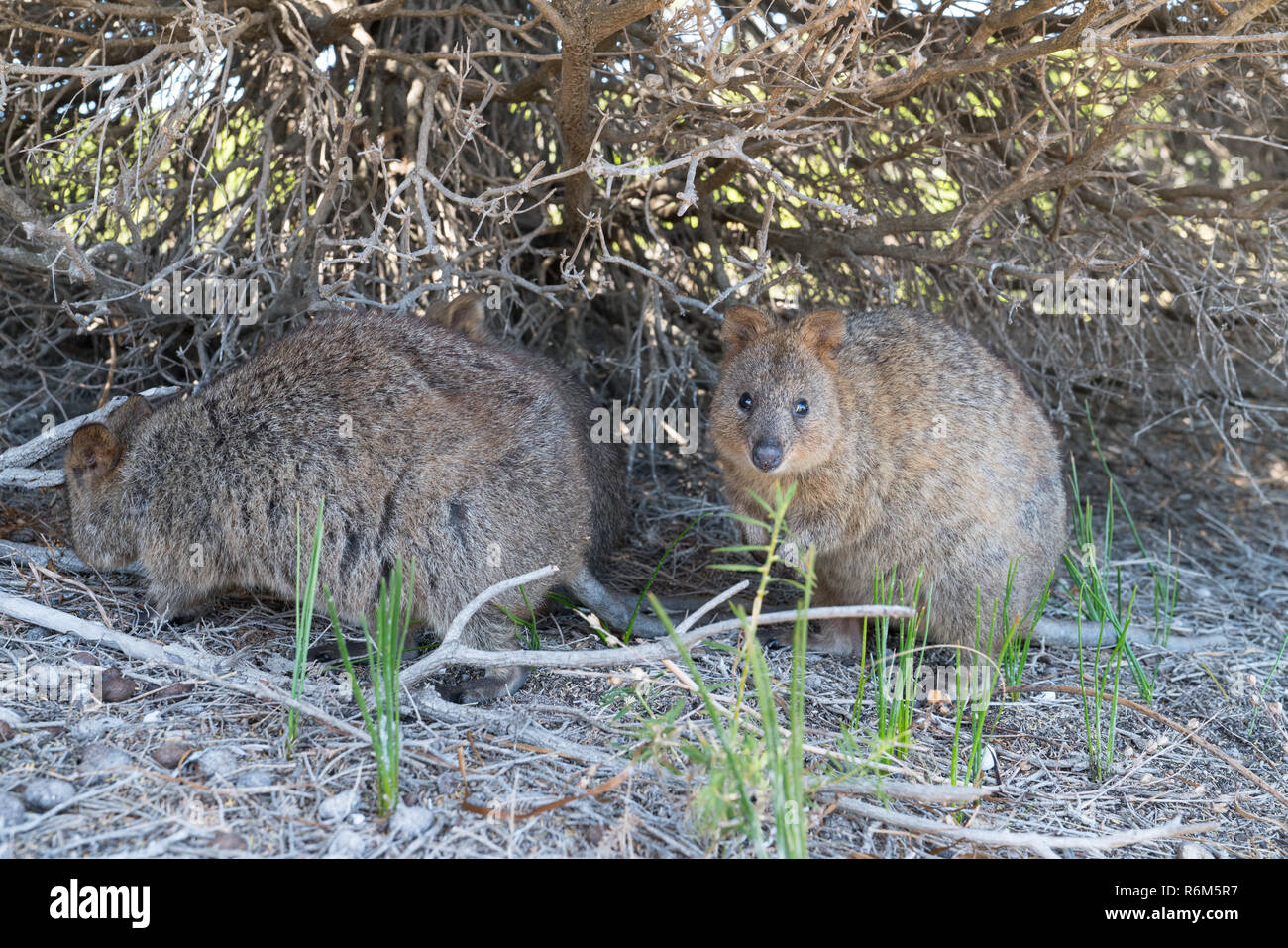 quokka on rottnest island,western australia Stock Photo - Alamy