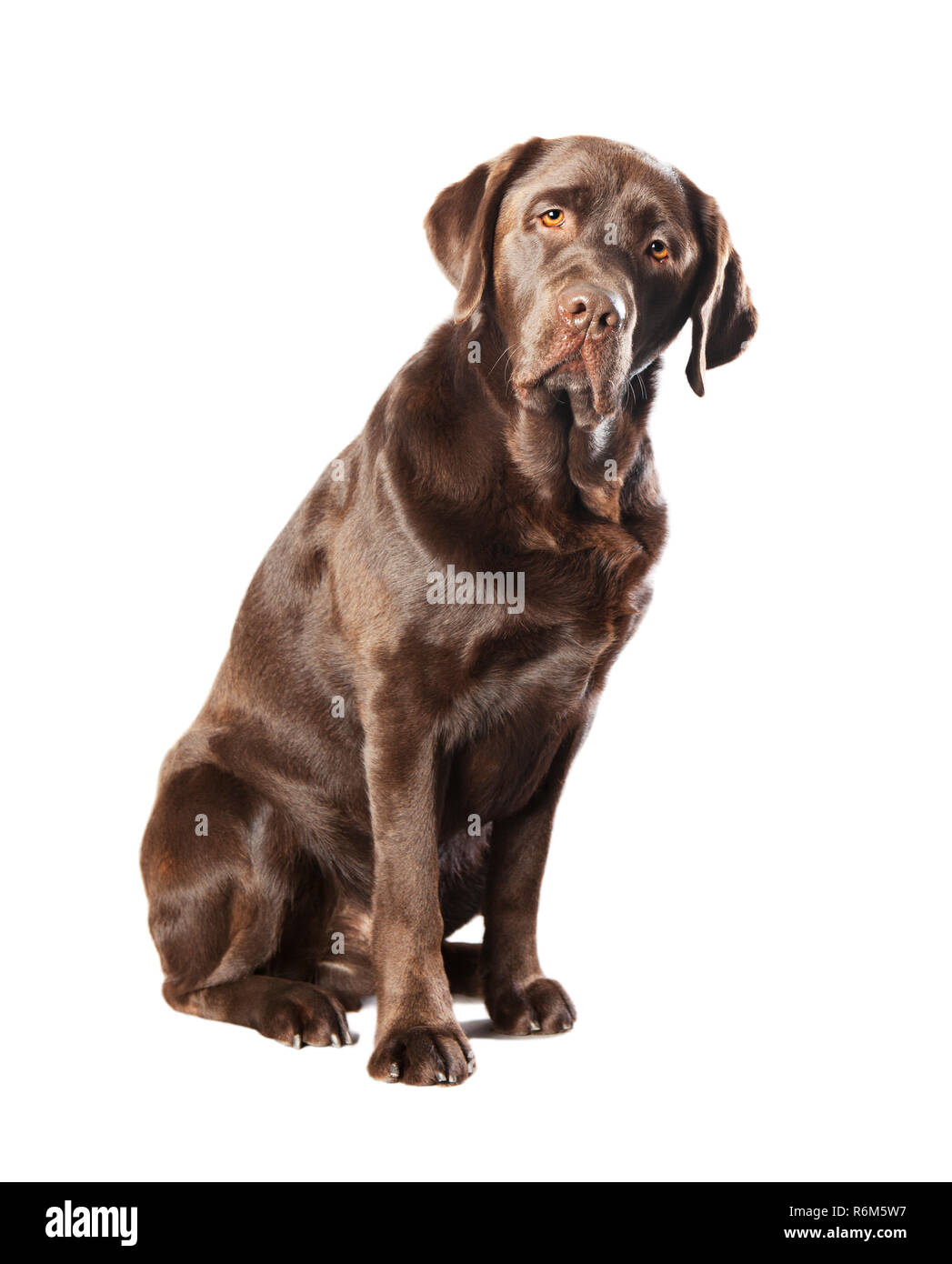 labrador sitting studio Stock Photo - Alamy