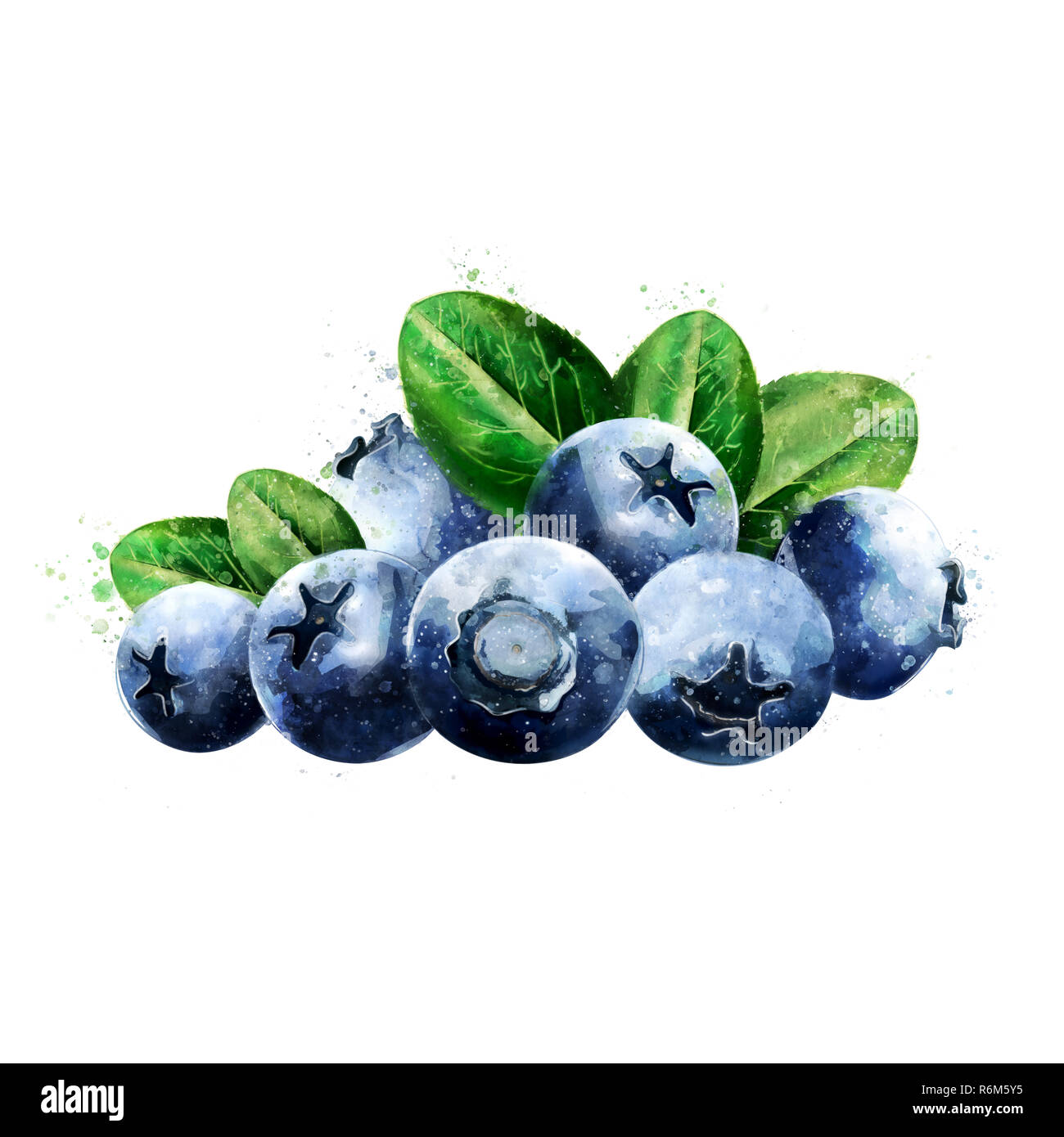 Blueberries on white background. Watercolor illustration Stock Photo ...