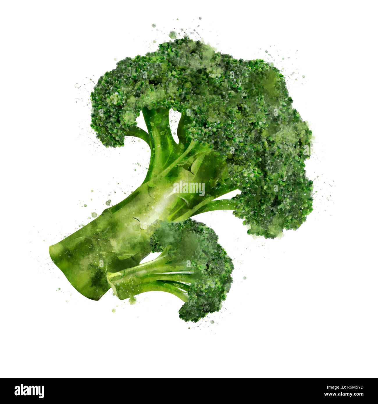 Broccoli on white background. Watercolor illustration Stock Photo - Alamy
