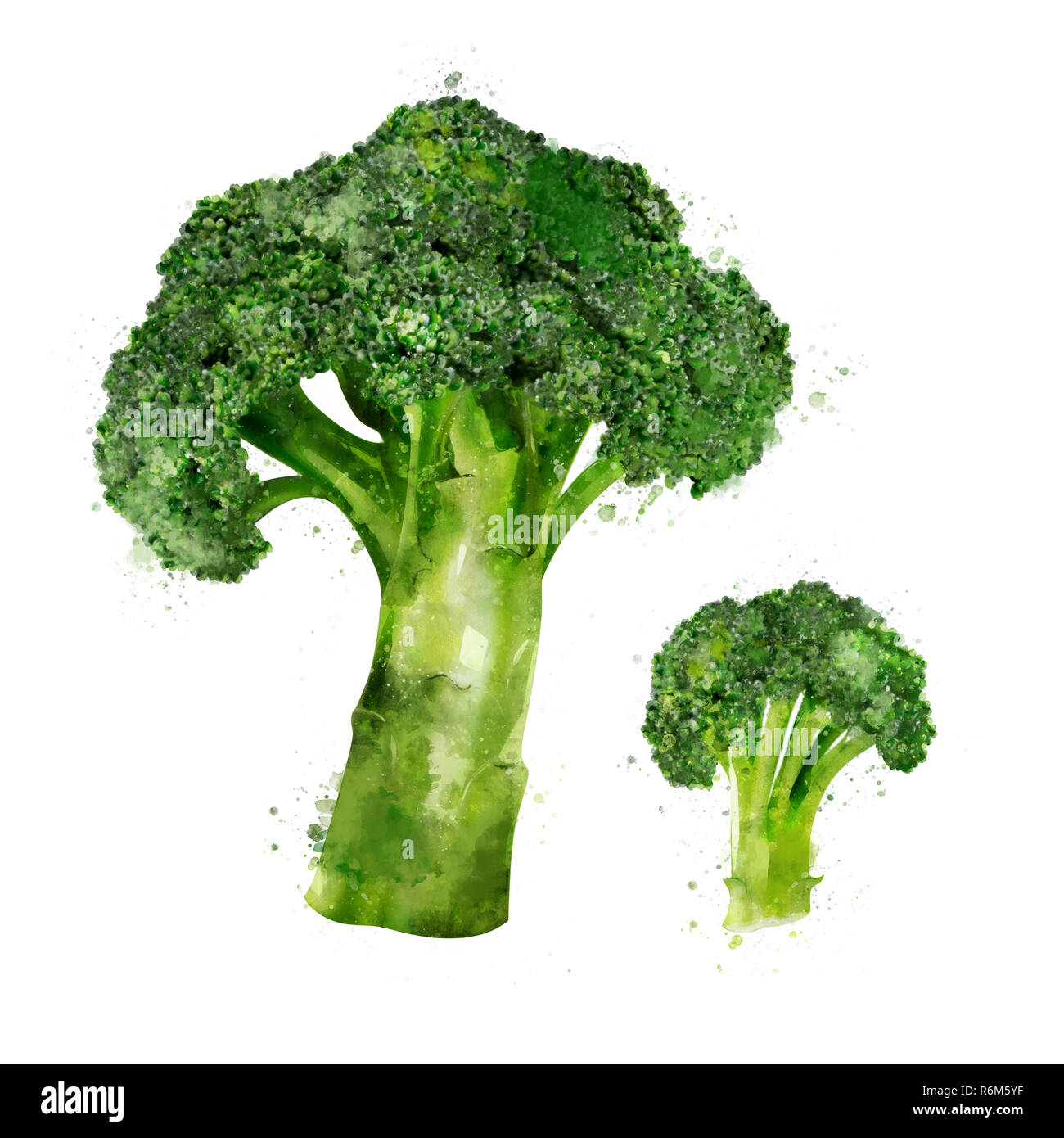 Broccoli on white background. Watercolor illustration Stock Photo - Alamy
