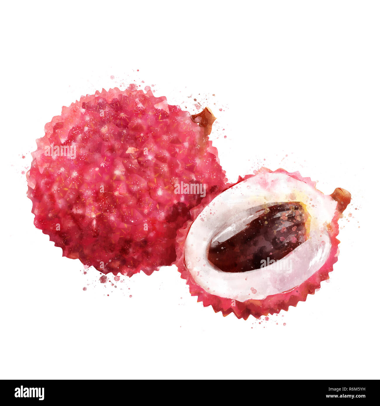 Lichi on white background. Watercolor illustration Stock Photo - Alamy