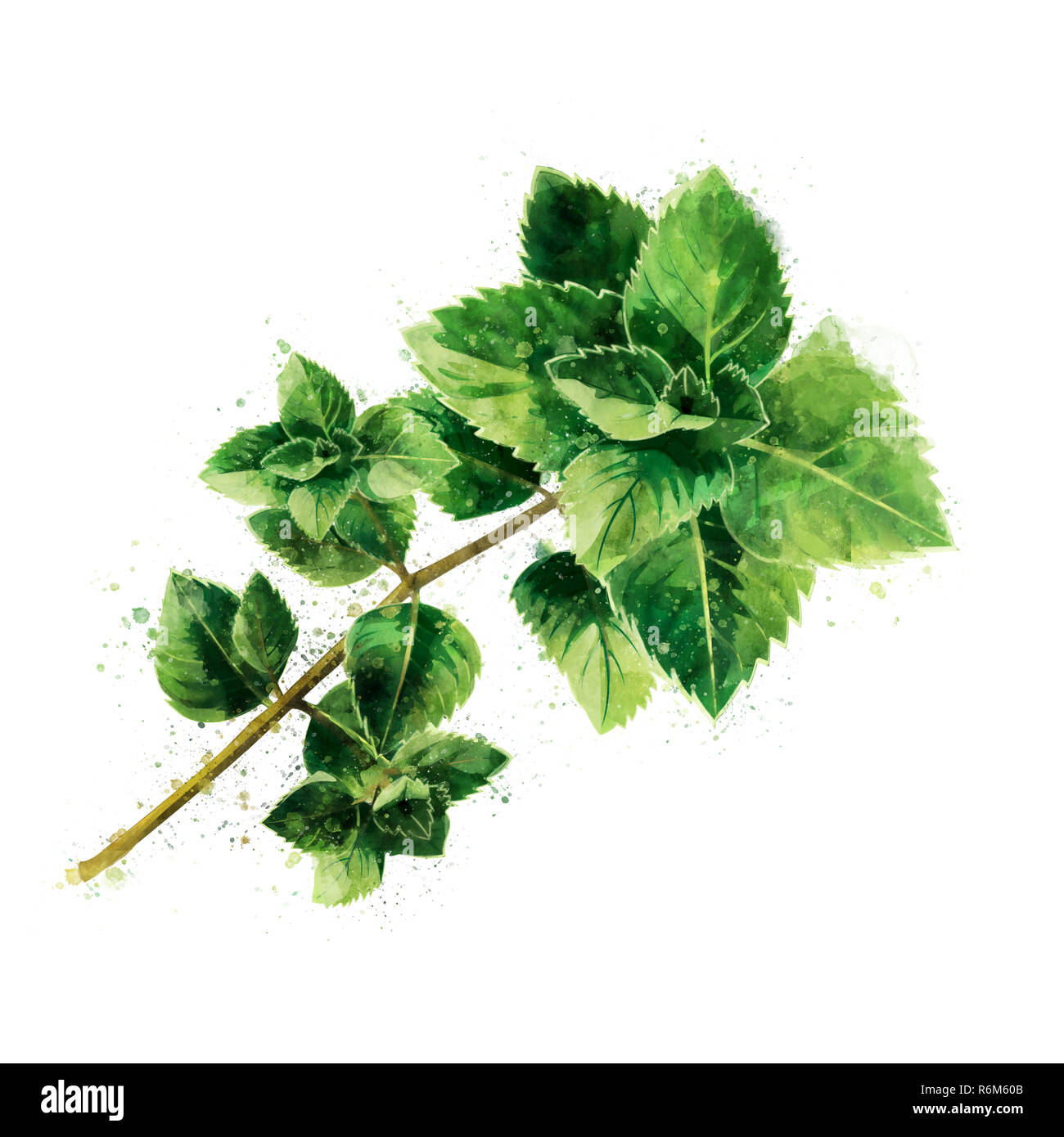 Mint on white background. Watercolor illustration Stock Photo - Alamy