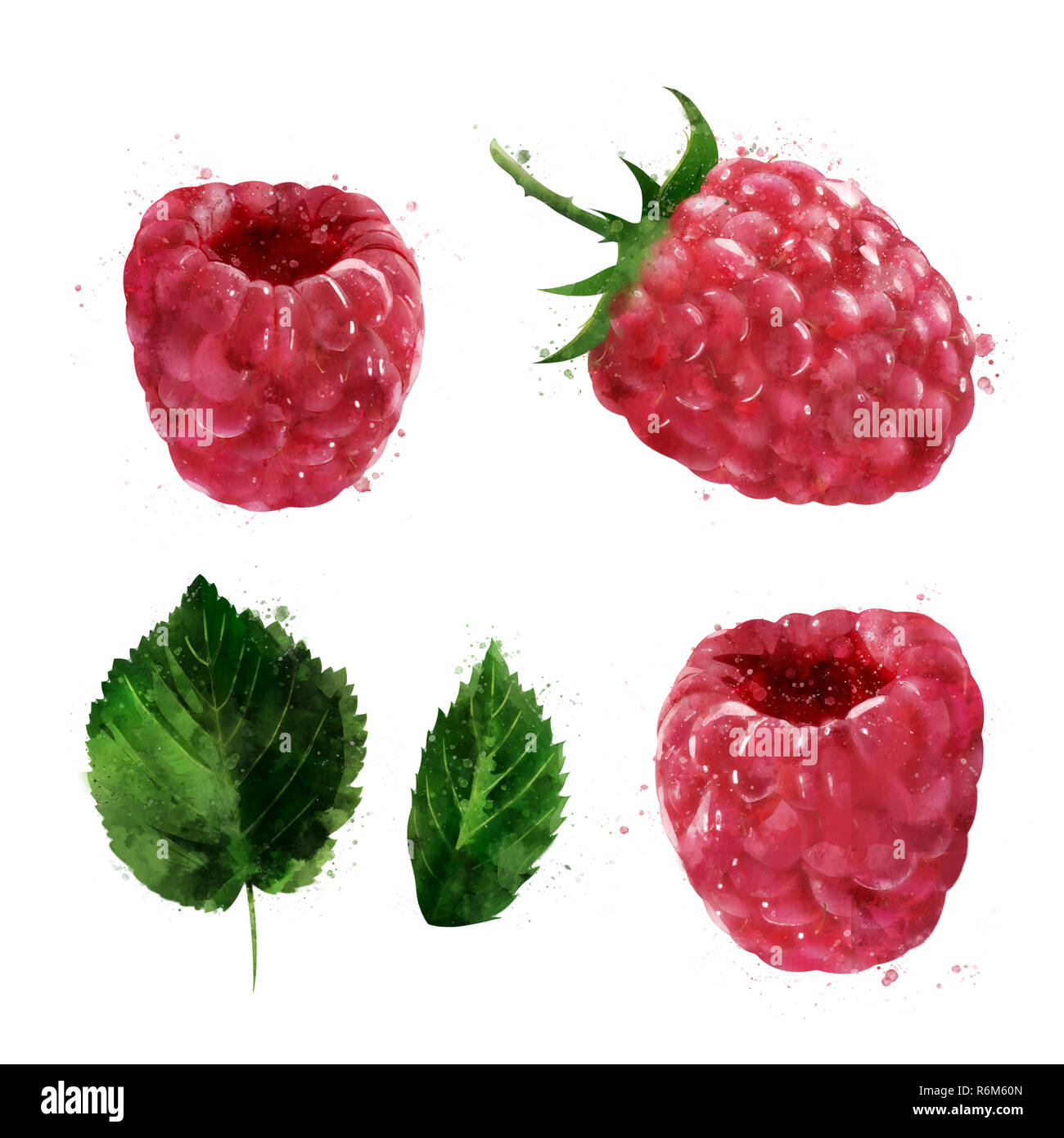 Raspberries on white background. Watercolor illustration Stock Photo ...