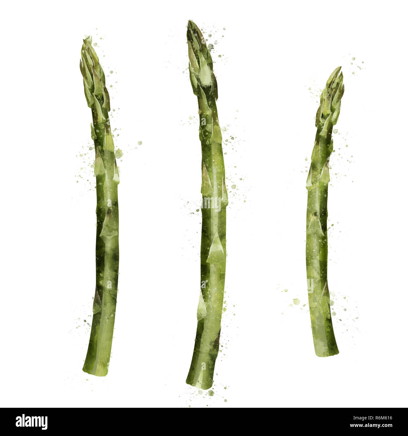 Asparagus drawing Cut Out Stock Images & Pictures - Alamy