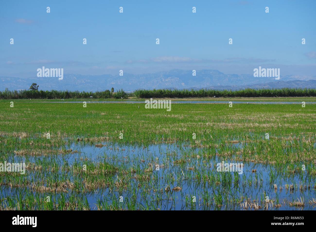 rice field in the ebro delta Stock Photo - Alamy