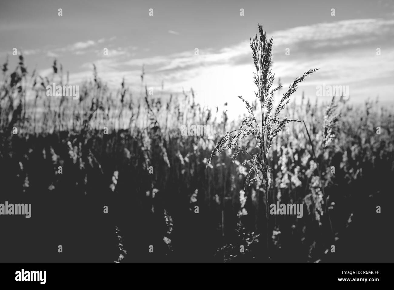 Reed bending Black and White Stock Photos & Images - Alamy