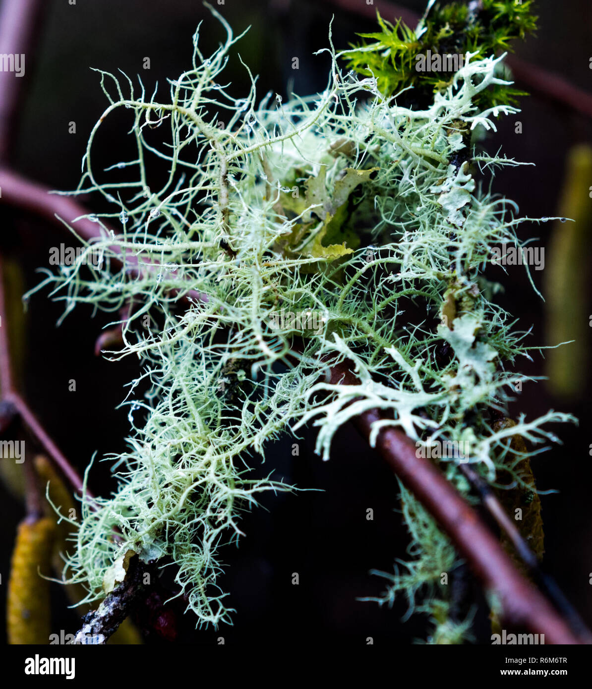 Microscopic Lichen High Resolution Stock Photography and Images - Alamy