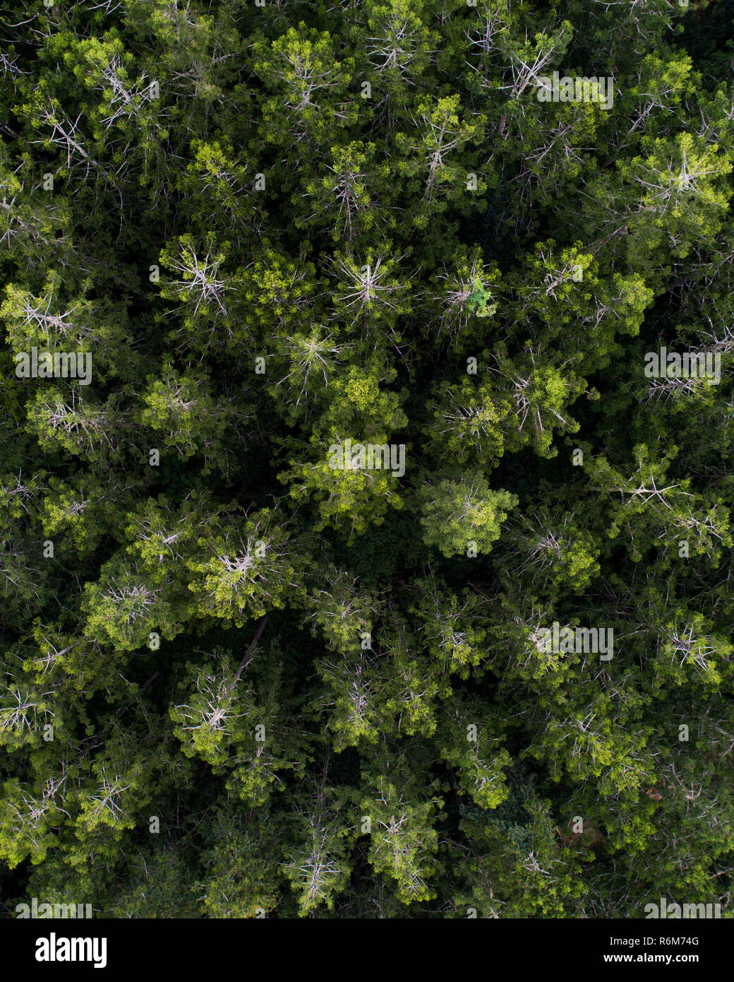 Aerial view above a forest with nice green lush trees Stock Photo - Alamy