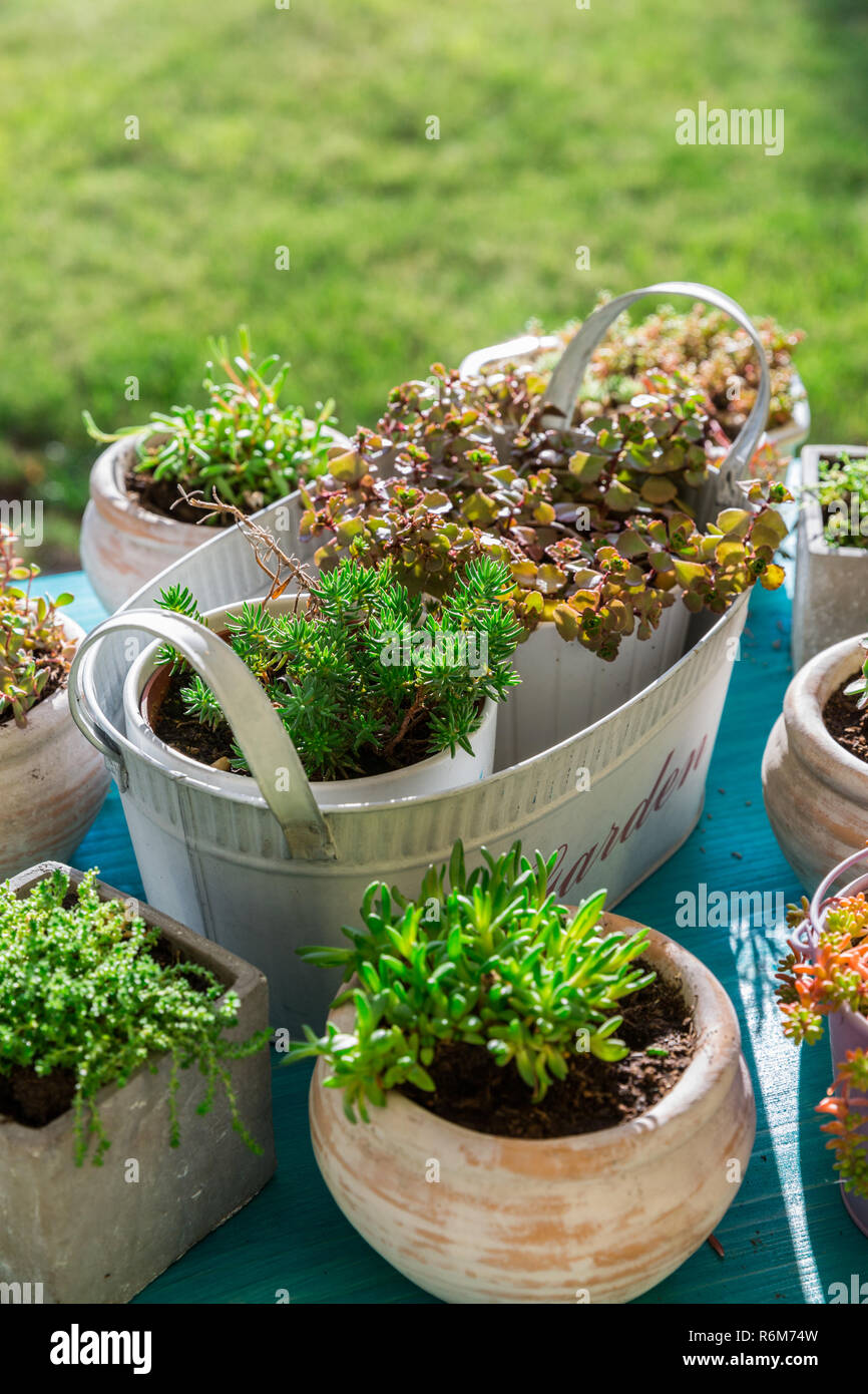 Planting succulent hi-res stock photography and images - Alamy
