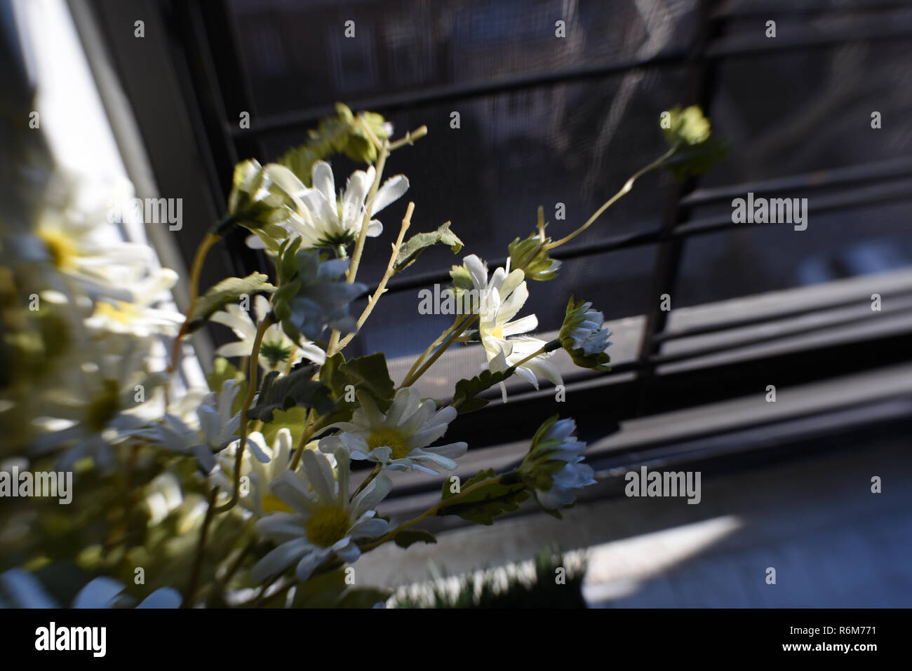Distorted image of flowers in house window, New York Stock Photo - Alamy