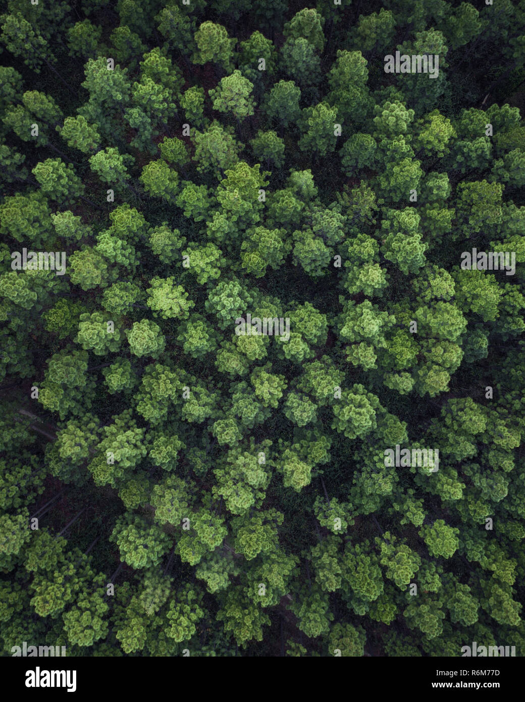 Nice green trees hi-res stock photography and images - Alamy