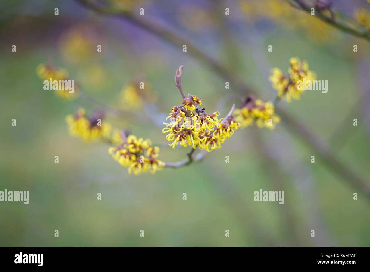 Flowering Witch-hazel (Hamamelis). The first spring flower Stock Photo ...