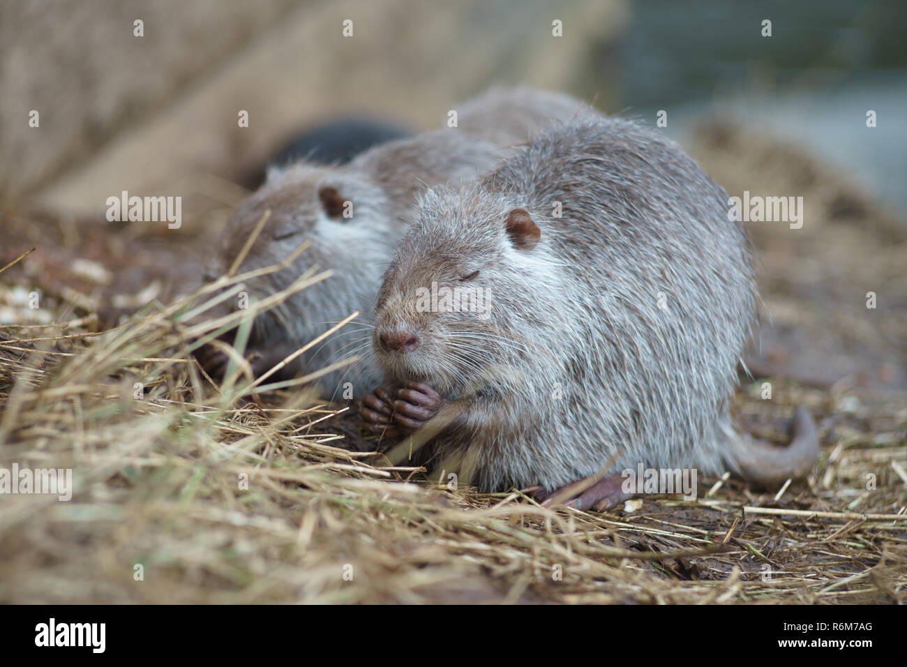 The muskrat (Ondatra zibethicus) in the nature Stock Photo - Alamy