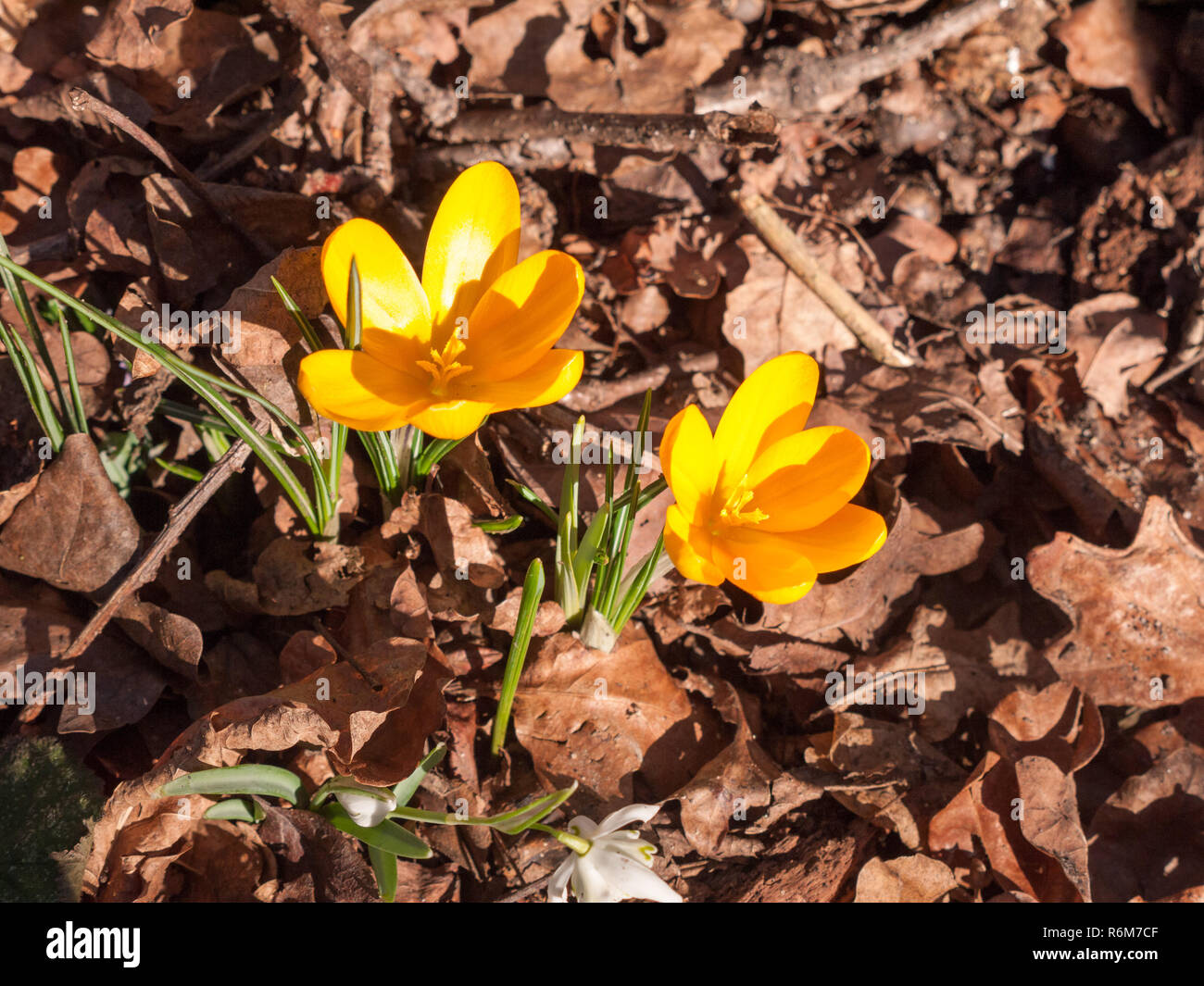 Cupshaped flower hi-res stock photography and images - Alamy