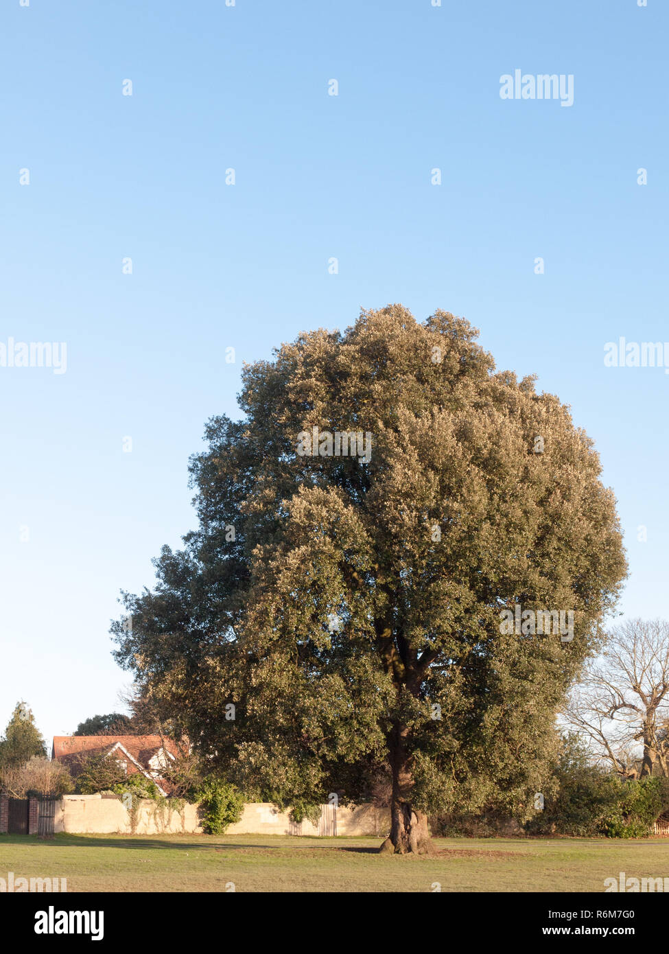 large green tree tall in field park land outside nature Stock Photo - Alamy