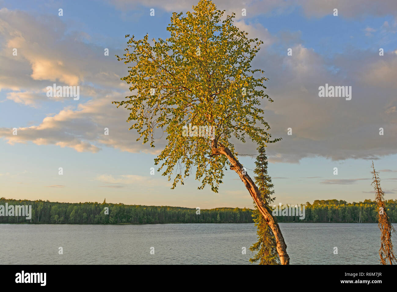 Quaking Aspen in the Evening Light on Otter Lake in the Kenai National ...
