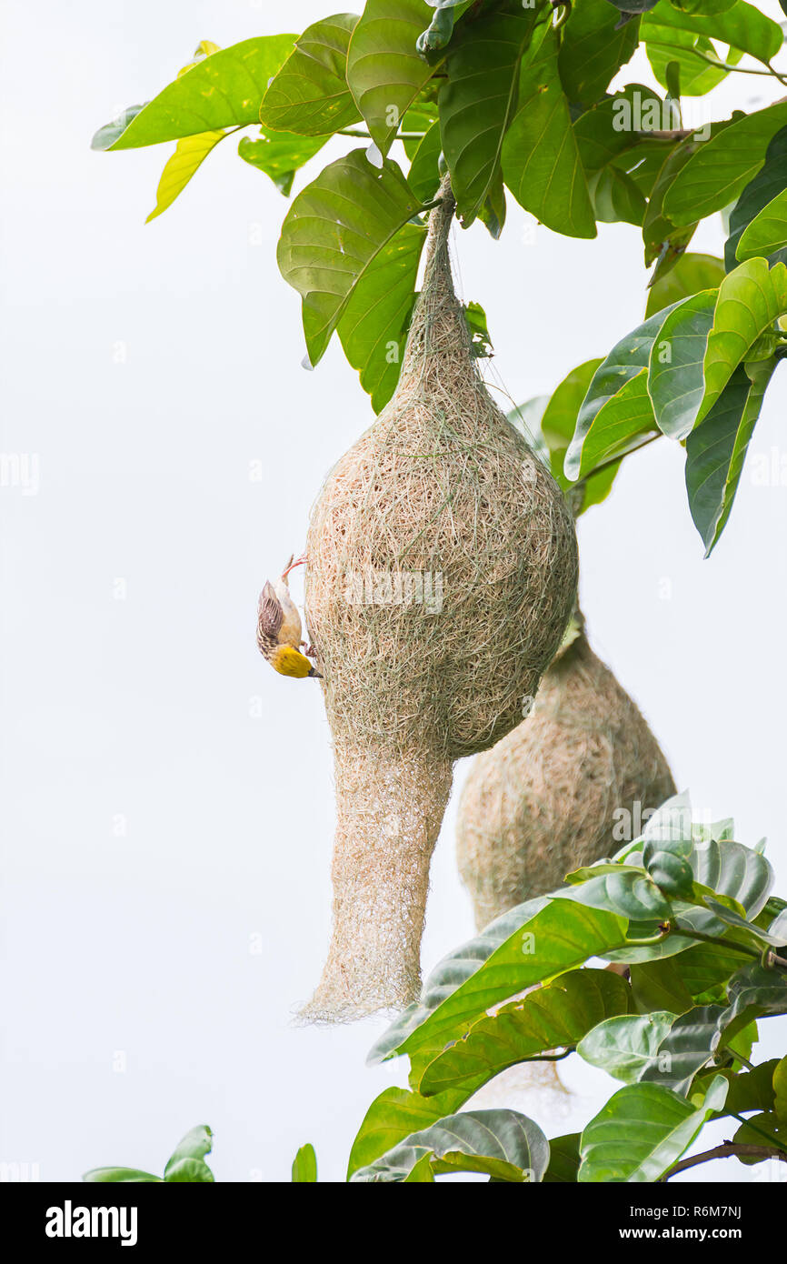 Baya weaver bird nest on tree Stock Photo - Alamy