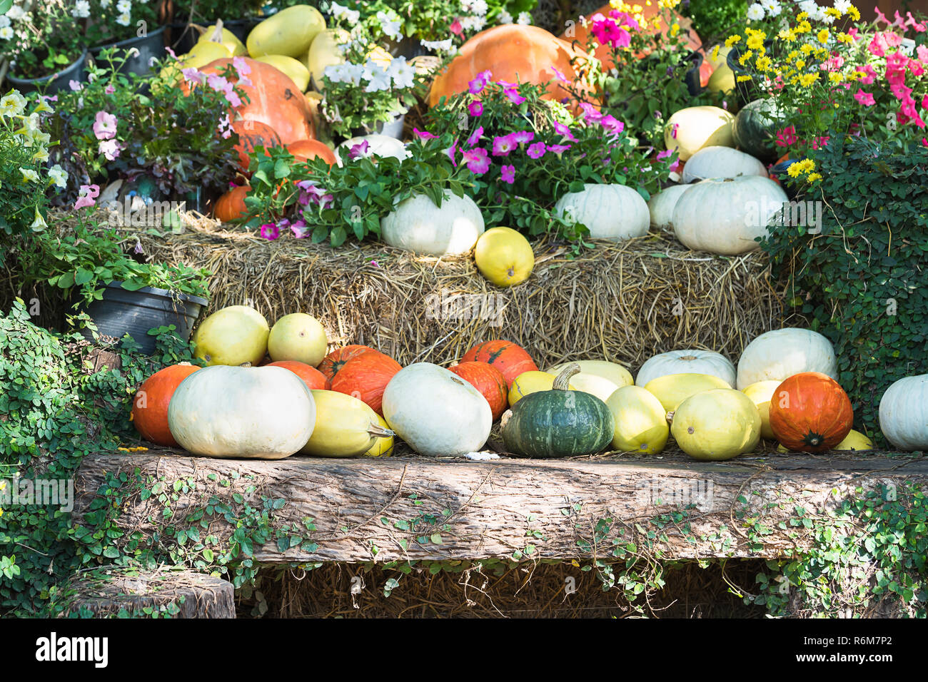 Bunch of pumpkins for sale Stock Photo - Alamy