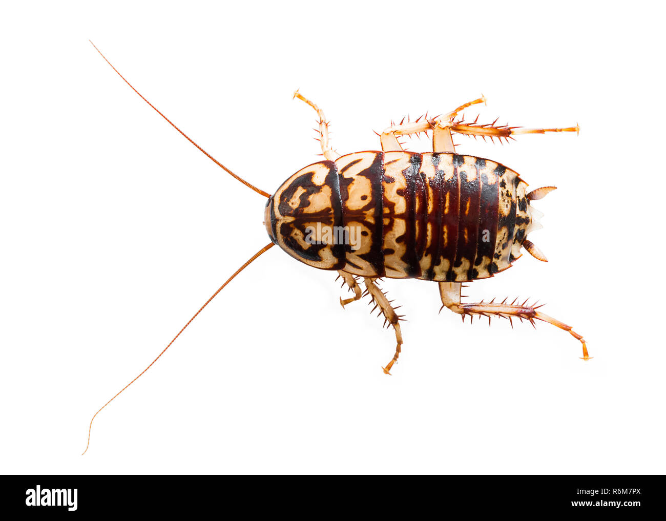 Cockroach on white background Stock Photo - Alamy