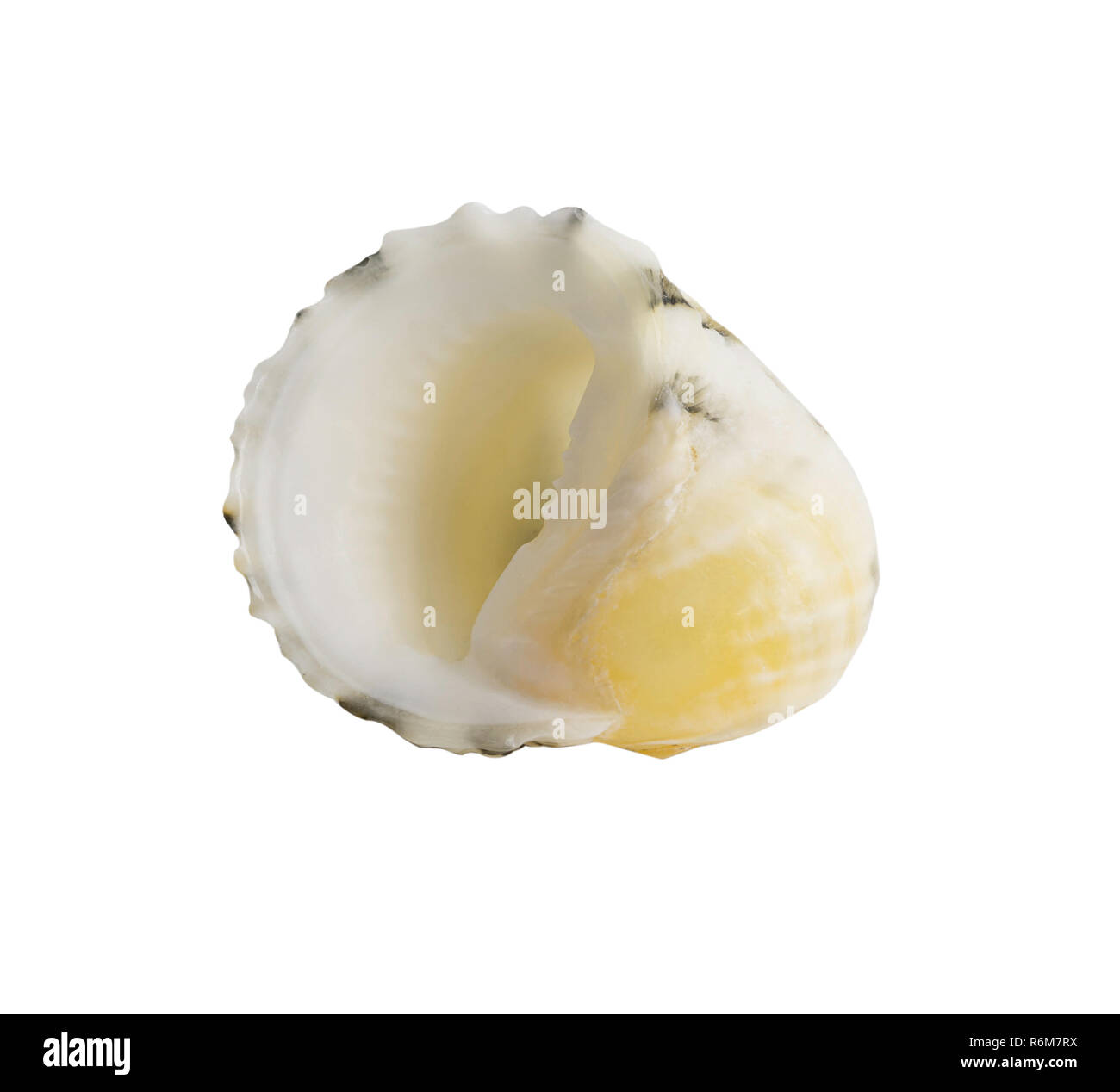 Close up Marine sea shell isolated Stock Photo - Alamy