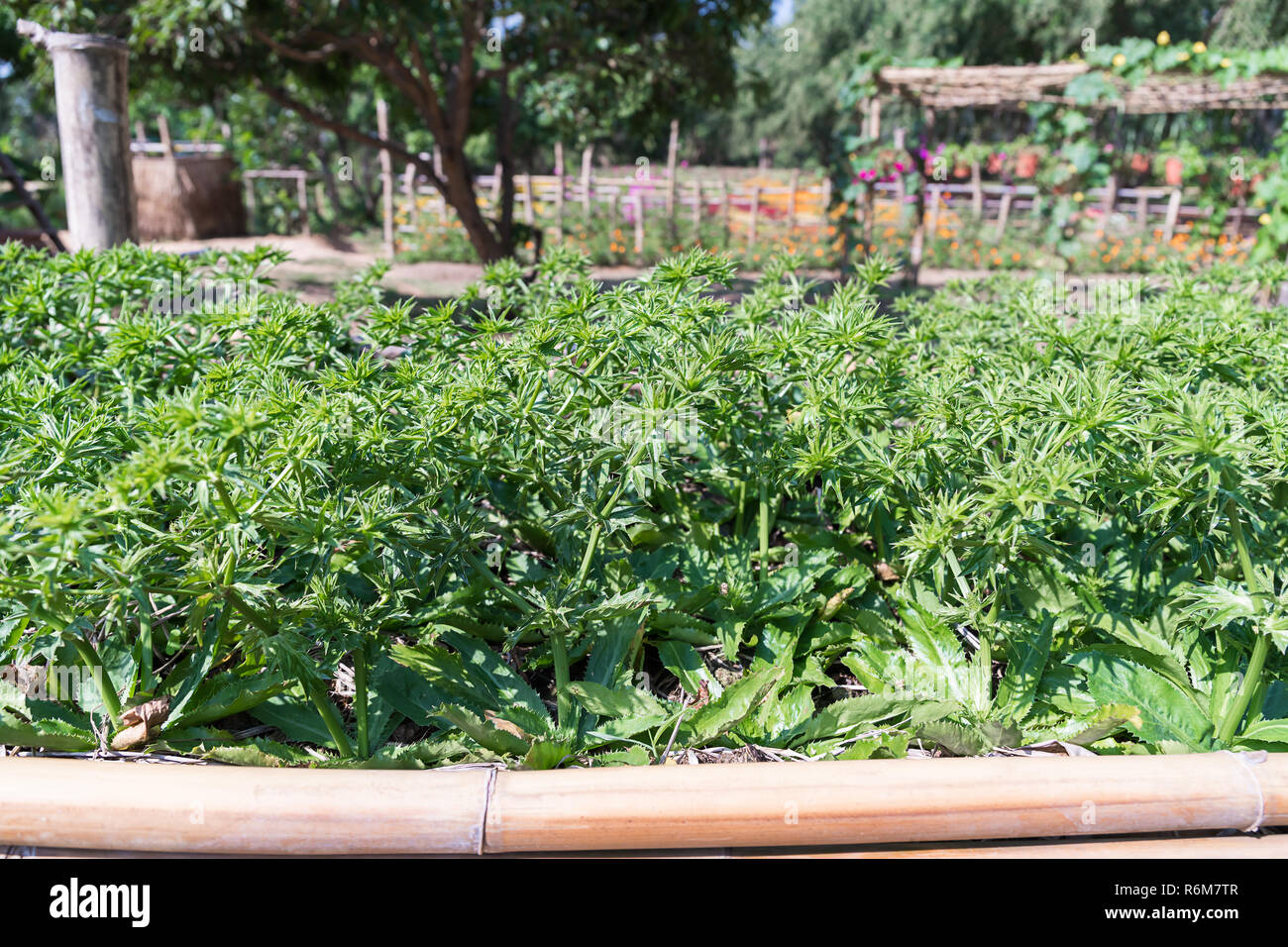 Culantro hi-res stock photography and images - Alamy