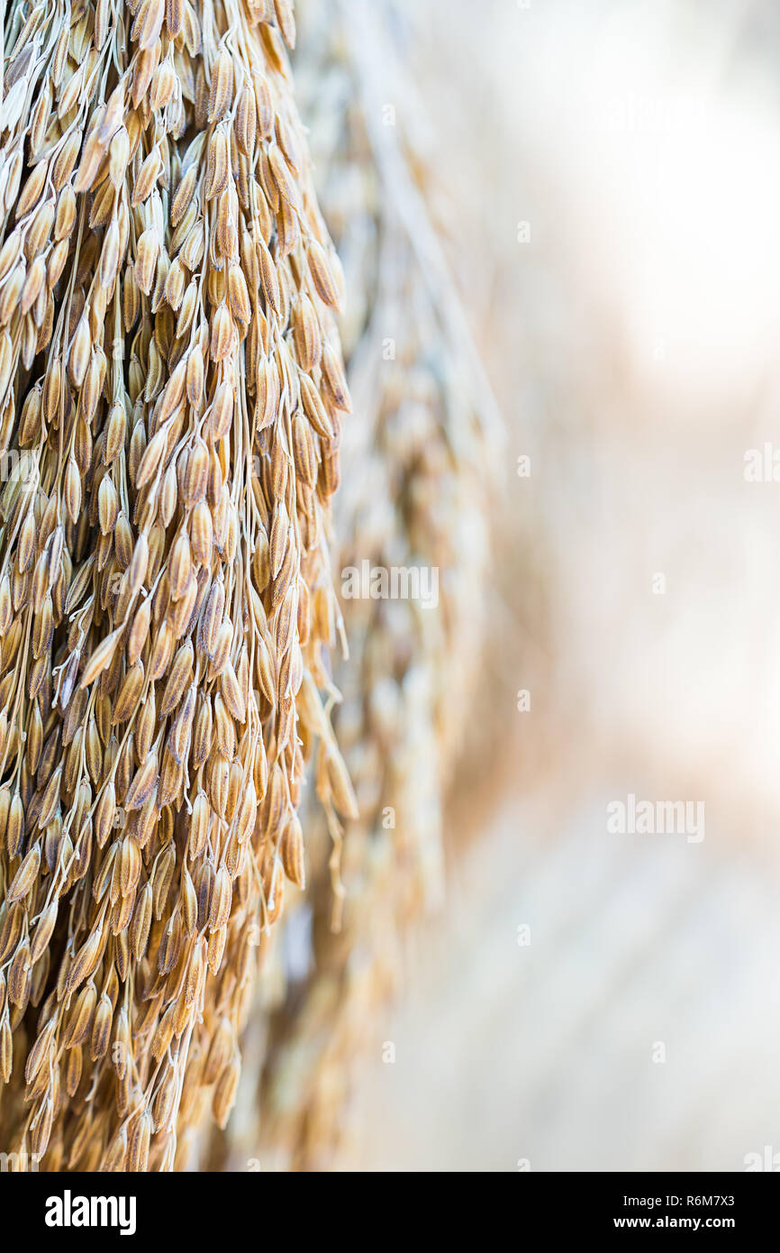 Dry paddy rice seeds Stock Photo - Alamy