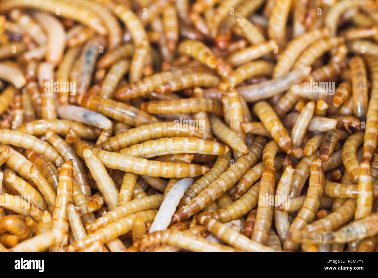 Grub worms hi-res stock photography and images - Alamy