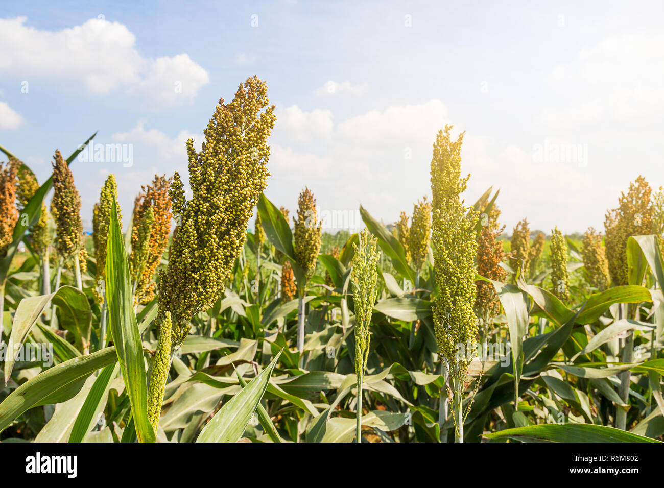 Millet field with blue sky Stock Photo - Alamy