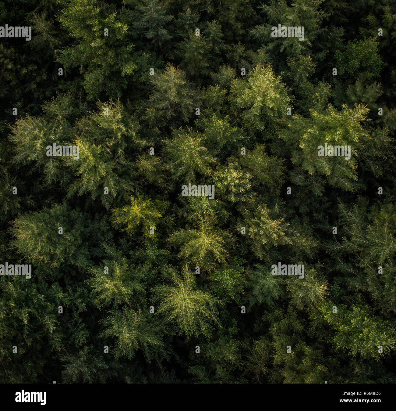 Aerial view above a forest with nice green lush trees Stock Photo - Alamy