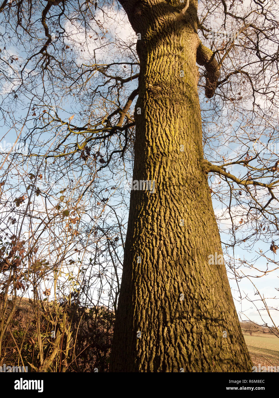 large view of rising bark of tree trunk in view tall Stock Photo - Alamy