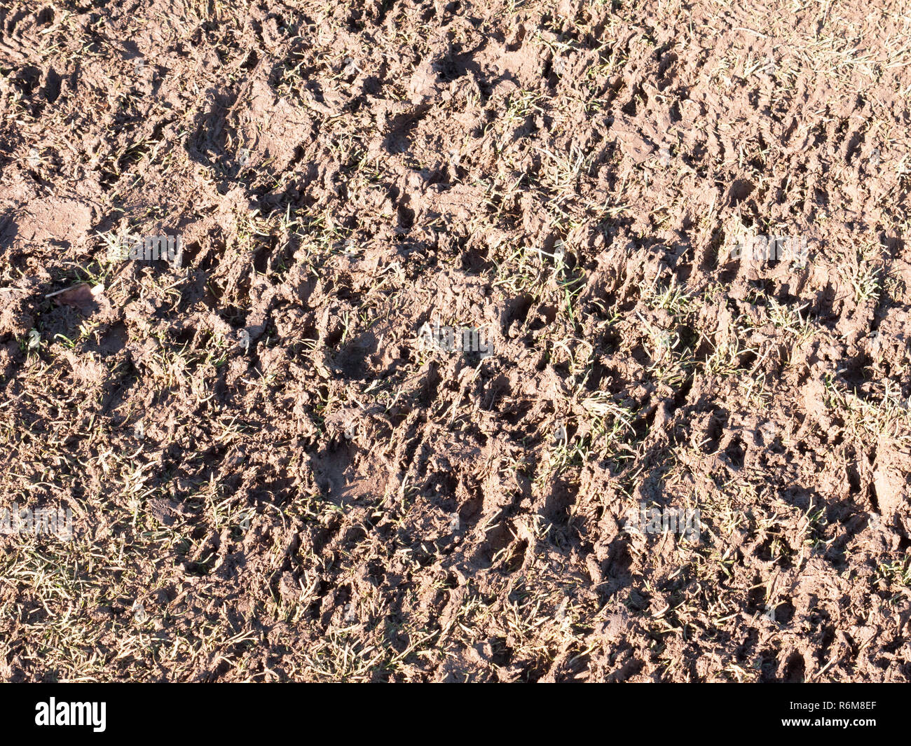 Mud grass floor texture hi-res stock photography and images - Alamy