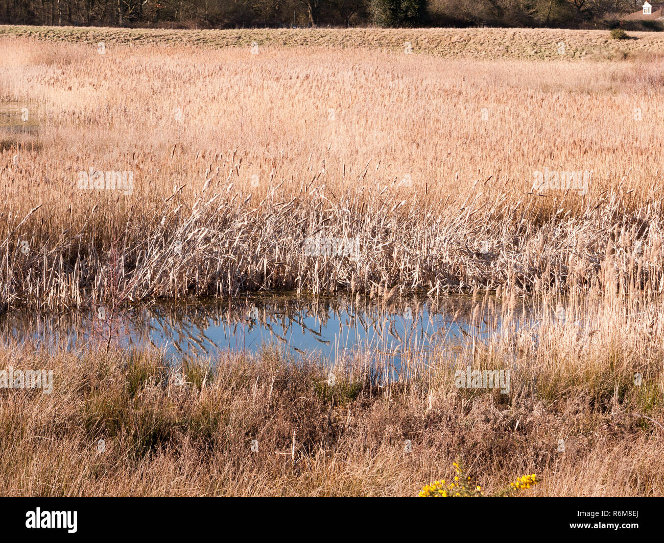 open summer day golden grass land nature reserve lake pond reeds Stock ...